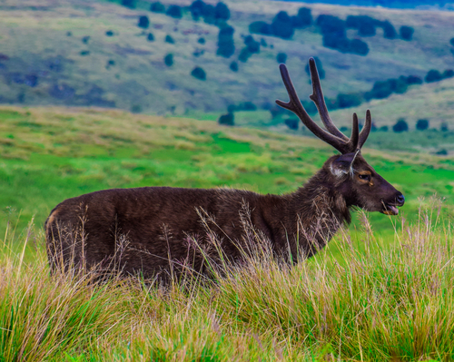 Sambar Deer | Mammals in Sri Lanka | Dilmah Conservation
