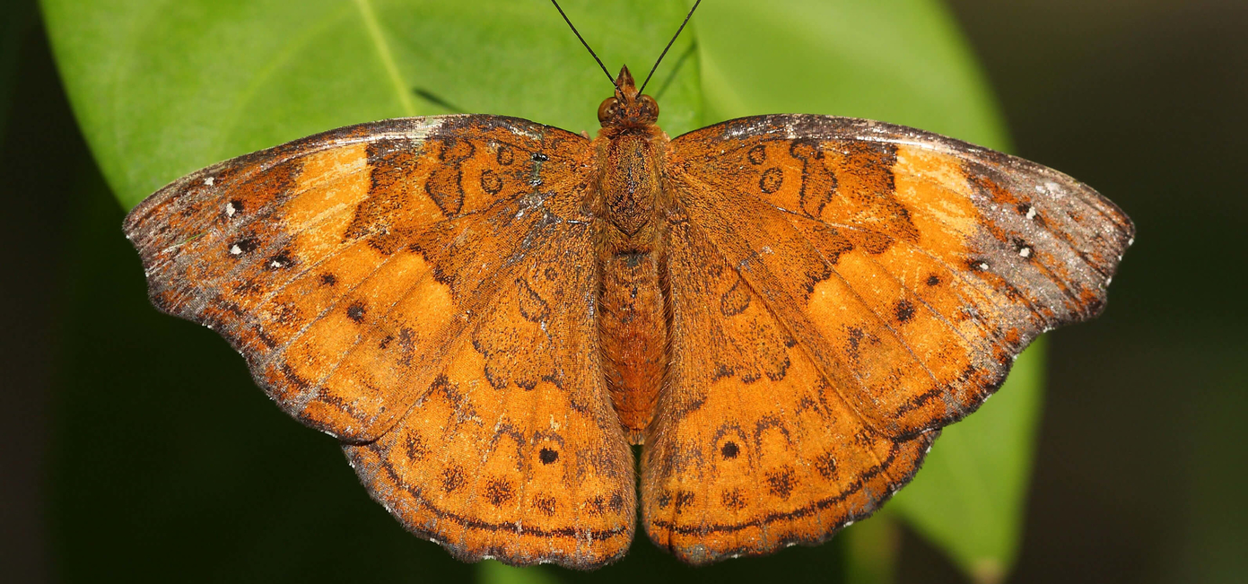 Black Prince Butterfly | Rohana parisatis | Butterflies of Sri Lanka