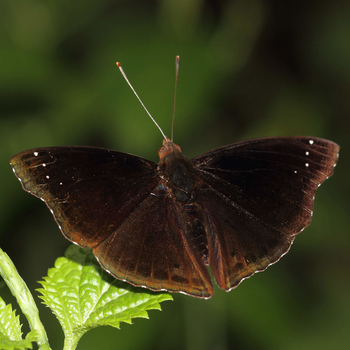 Black Prince Butterfly | Rohana parisatis | Butterflies of Sri Lanka