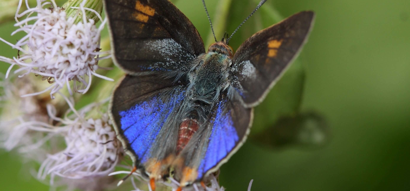 Common Shot Silverline Butterfly | Spindasis ictis | Butterflies of Sri ...
