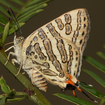 Common Shot Silverline Butterfly | Spindasis ictis | Butterflies of Sri ...
