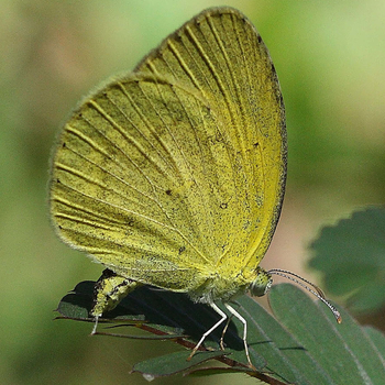 Small Grass Yellow Butterfly | Eurema brigitta | Butterflies of Sri Lanka