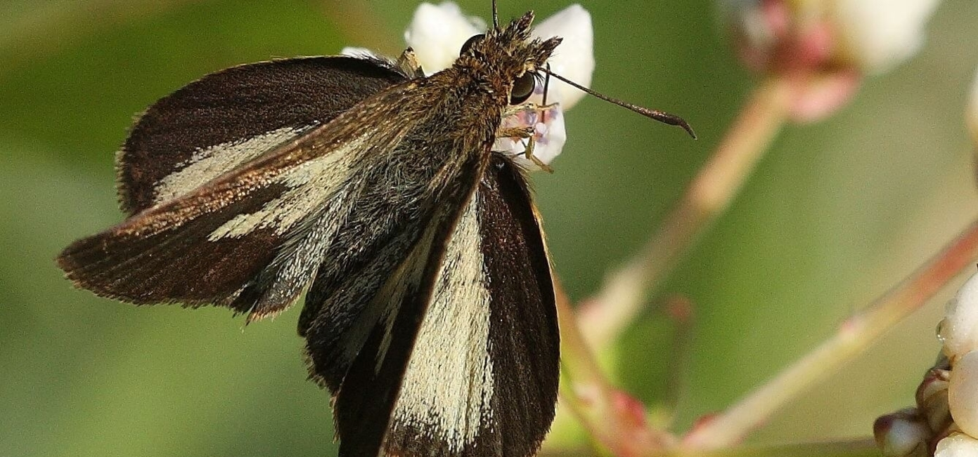 Sri Lankan Hedge Hopper Butterfly | Baracus vittatus | Butterflies of ...