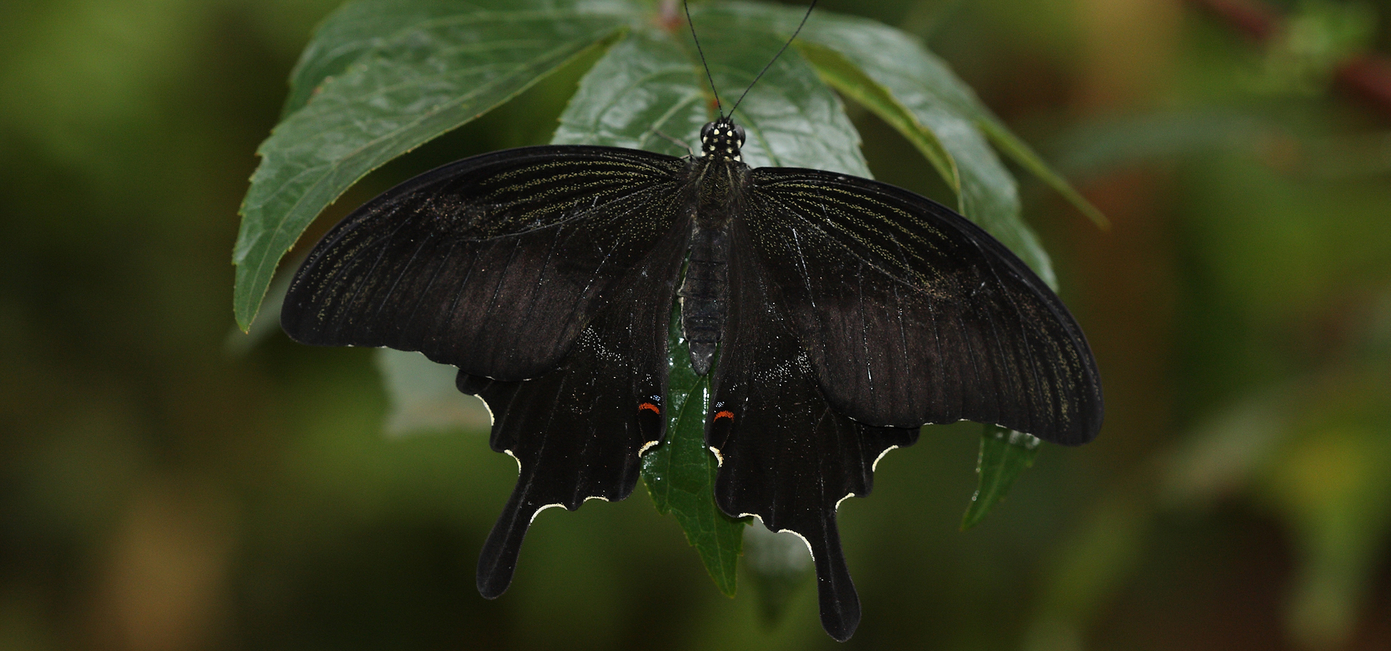 Red Helen Butterfly | Papilio helenus | Butterflies of Sri Lanka