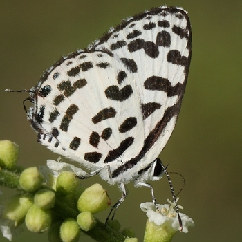 Common Pierrot Butterfly | Castalius rosimon | Butterflies of Sri Lanka