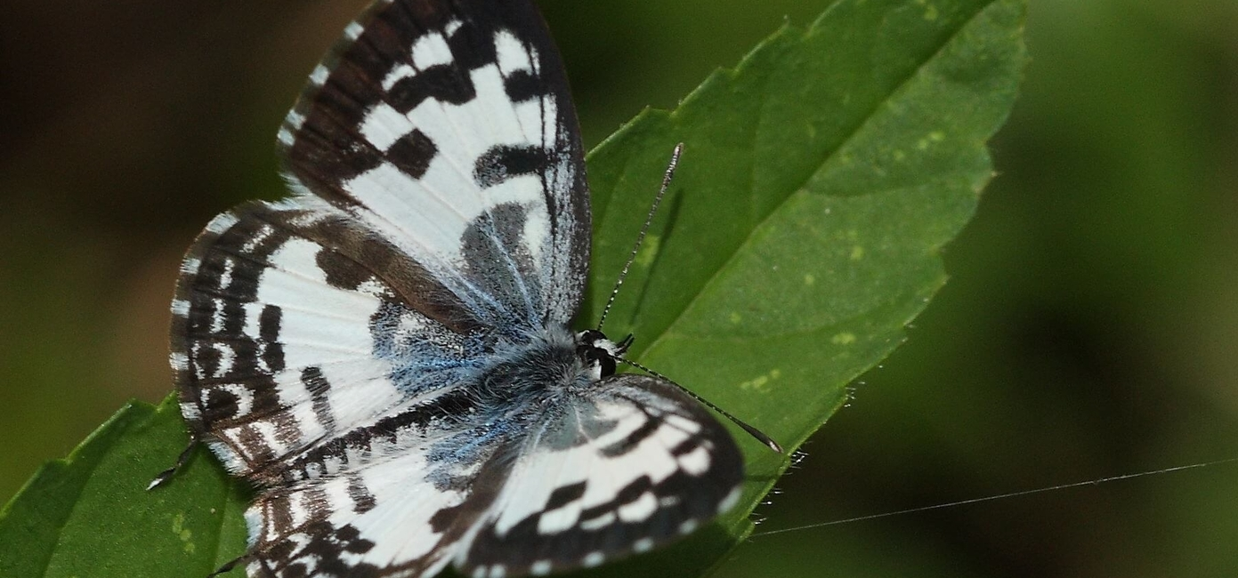 Common Pierrot Butterfly | Castalius rosimon | Butterflies of Sri Lanka