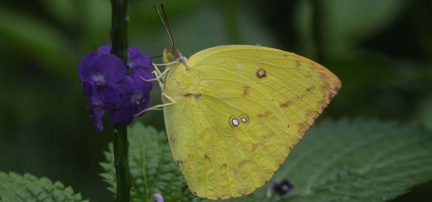 Lemon Emigrant Butterfly | Catopsilia pomona | Butterflies of Sri Lanka