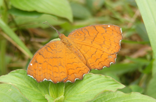 Angled Castor Butterfly | Ariadne ariadne | Butterflies of Sri Lanka