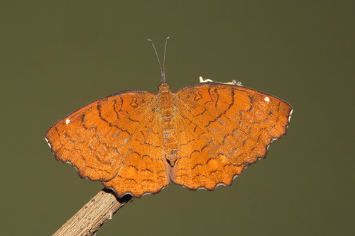 Angled Castor Butterfly | Ariadne ariadne | Butterflies of Sri Lanka