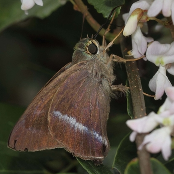 Common Banded Awl Butterfly | Hasora chromus | Butterflies of Sri Lanka