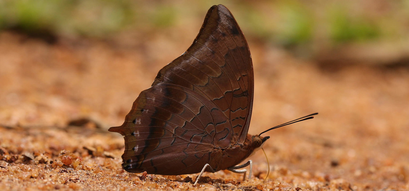 Tawny Rajah Butterfly | Charaxes psaphon | Butterflies of Sri Lanka