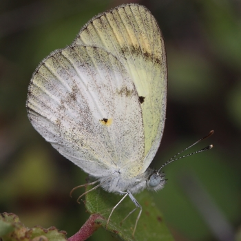 Little Orange Tip Butterfly | Colotis etrida | Butterflies of Sri Lanka