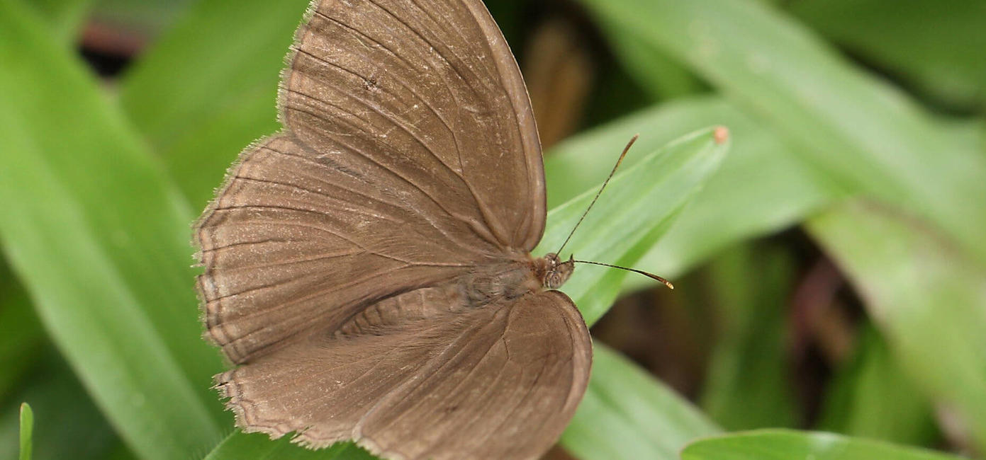 Common Bush Brown Butterfly | Mycalesis perseus | Butterflies of Sri Lanka
