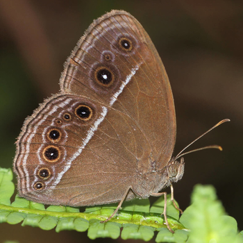 Common Bush Brown Butterfly | Mycalesis perseus | Butterflies of Sri Lanka