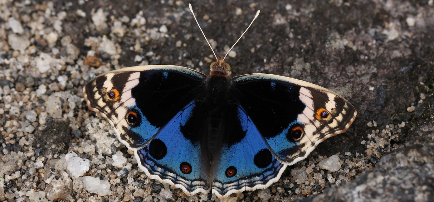 Blue Pansy Butterfly | Junonia orithya | Butterflies of Sri Lanka