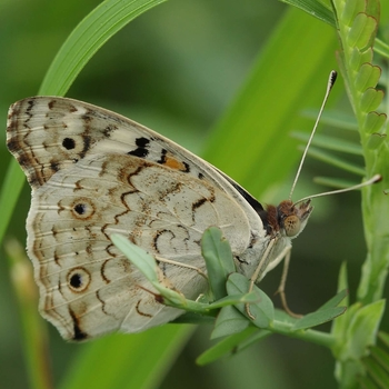 Blue Pansy Butterfly | Junonia orithya | Butterflies of Sri Lanka