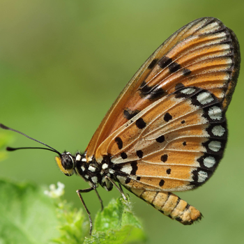 Tawny Coster Butterfly | Acraea violae | Butterflies of Sri Lanka