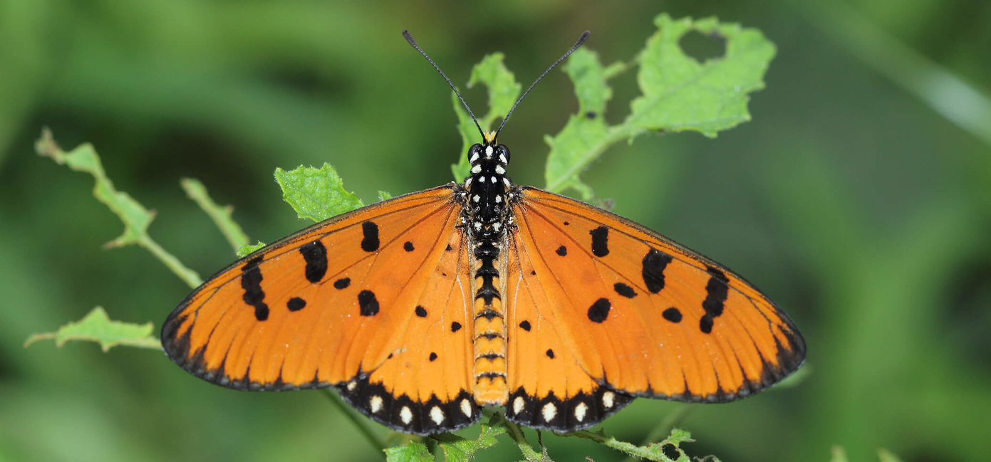 Tawny Coster Butterfly | Acraea violae | Butterflies of Sri Lanka