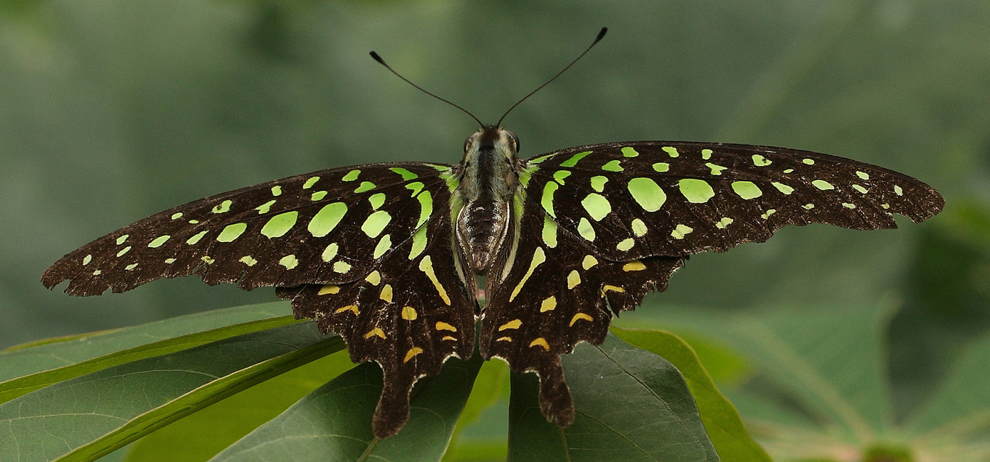 Tailed Jay Butterfly | Graphium agamemnon | Butterflies of Sri Lanka
