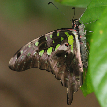 Tailed Jay Butterfly | Graphium agamemnon | Butterflies of Sri Lanka