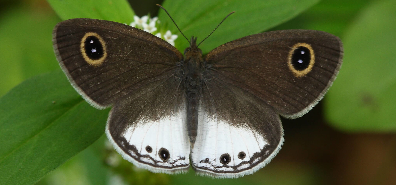 White Four Ring Butterfly | Ypthima ceylonica | Butterflies of Sri Lanka