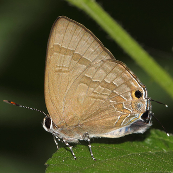 Indigo Flash Butterfly | Rapala varuna | Butterflies of Sri Lanka