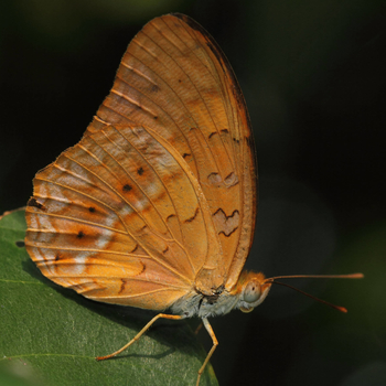Leopard Butterfly | Phalanta phalantha | Butterflies of Sri Lanka