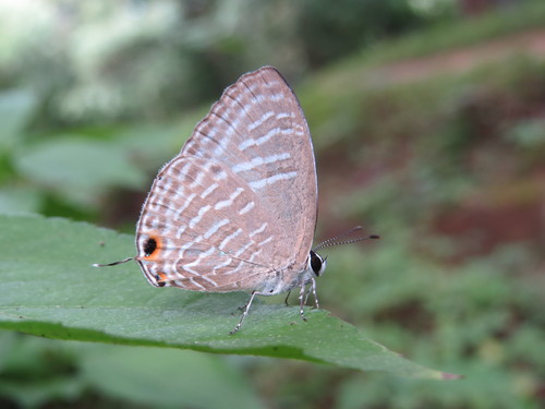 Metallic Cerulean Butterfly | Jamides alecto | Butterflies of Sri Lanka
