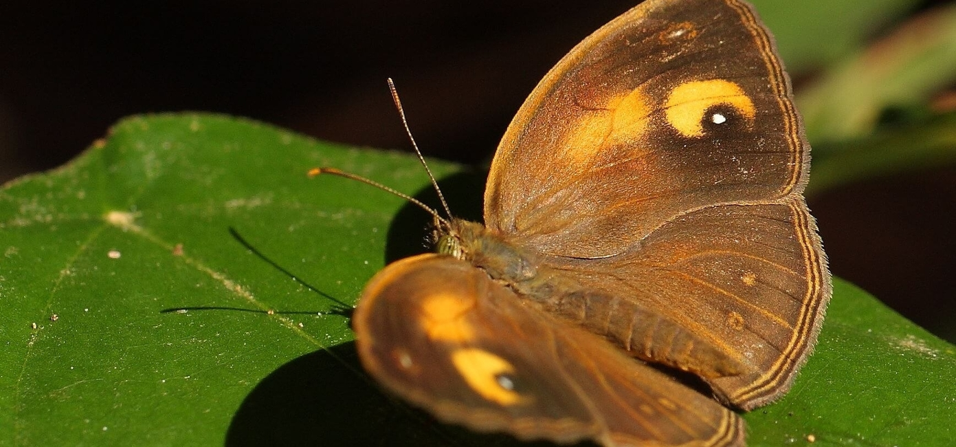 Gladeye Bush Brown Butterfly | Mycalesis patina | Butterflies of Sri Lanka