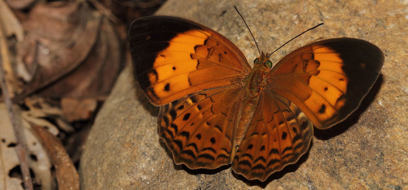 Rustic Butterfly | Cupha erymanthis | Butterflies of Sri Lanka