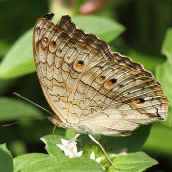 Grey Pansy Butterfly | Junonia atlites | Butterflies of Sri Lanka
