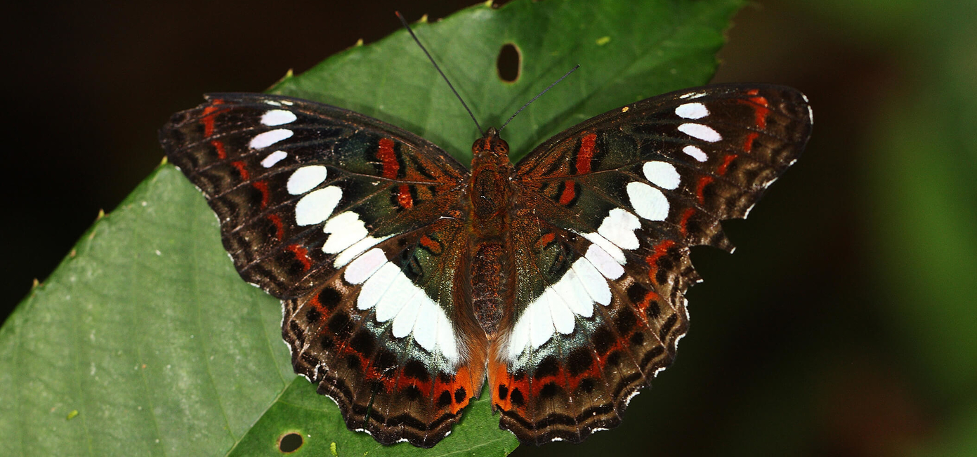 Commander Butterfly | Moduza procris | Butterflies of Sri Lanka