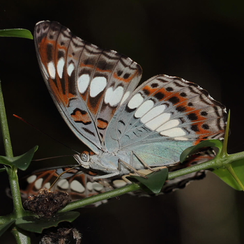 Commander Butterfly | Moduza procris | Butterflies of Sri Lanka