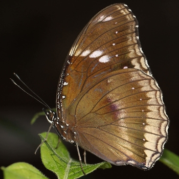 Great Eggfly Butterfly | Hypolimnas bolina | Butterflies of Sri Lanka