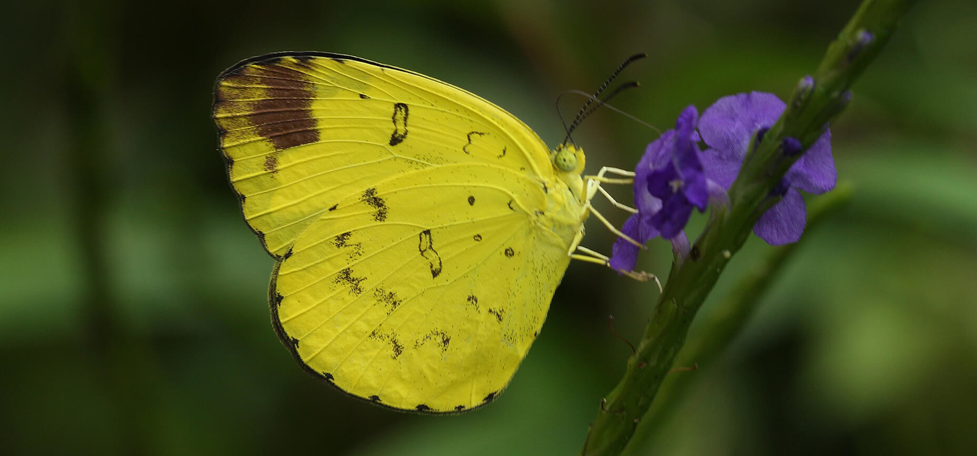 Three Spot Grass Yellow Butterfly | Eurema blanda | Butterflies of Sri ...