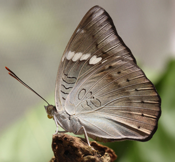 Baron Butterfly | Euthalia aconthea | Butterflies of Sri Lanka