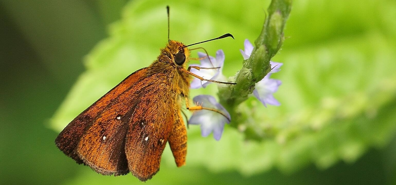Chestnut Bob Butterfly | Iambrix salsala | Butterflies of Sri Lanka