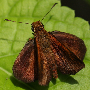 Chestnut Bob Butterfly | Iambrix salsala | Butterflies of Sri Lanka
