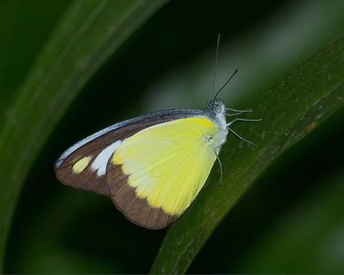 Chocolate Albatross Butterfly | Appias lyncida | Butterflies of Sri Lanka
