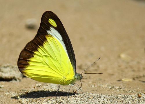 Chocolate Albatross Butterfly | Appias lyncida | Butterflies of Sri Lanka