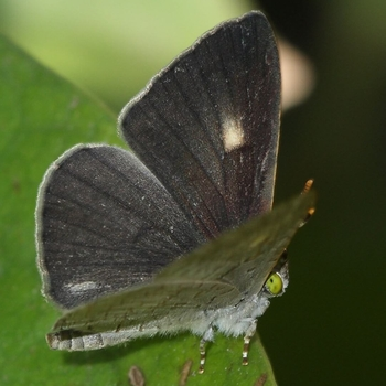 Apefly Butterfly | Spalgis epeus | Butterflies of Sri Lanka