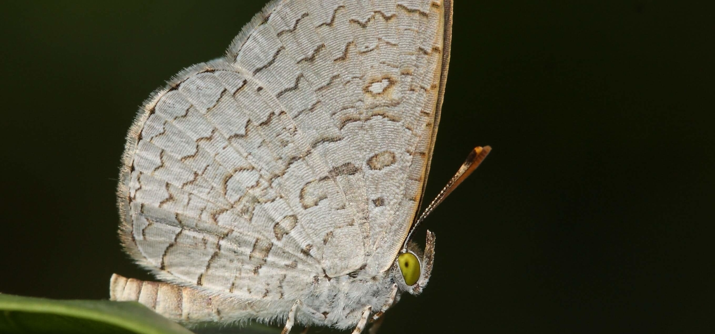 Apefly Butterfly | Spalgis epeus | Butterflies of Sri Lanka