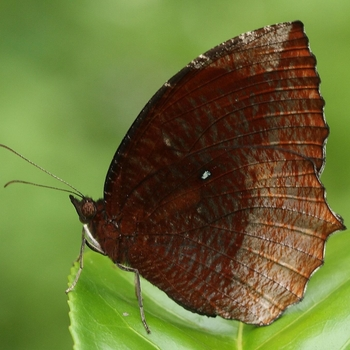 Common Palm Fly Butterfly | Elymnias hypermnestra | Butterflies of Sri ...