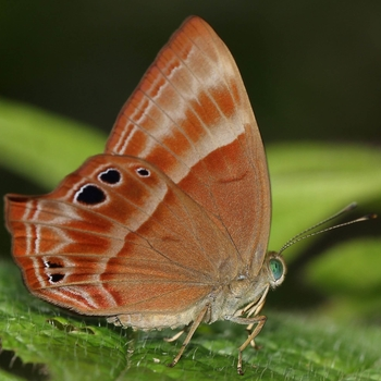 Plum Judy Butterfly | Abisara echerius | Butterflies of Sri Lanka