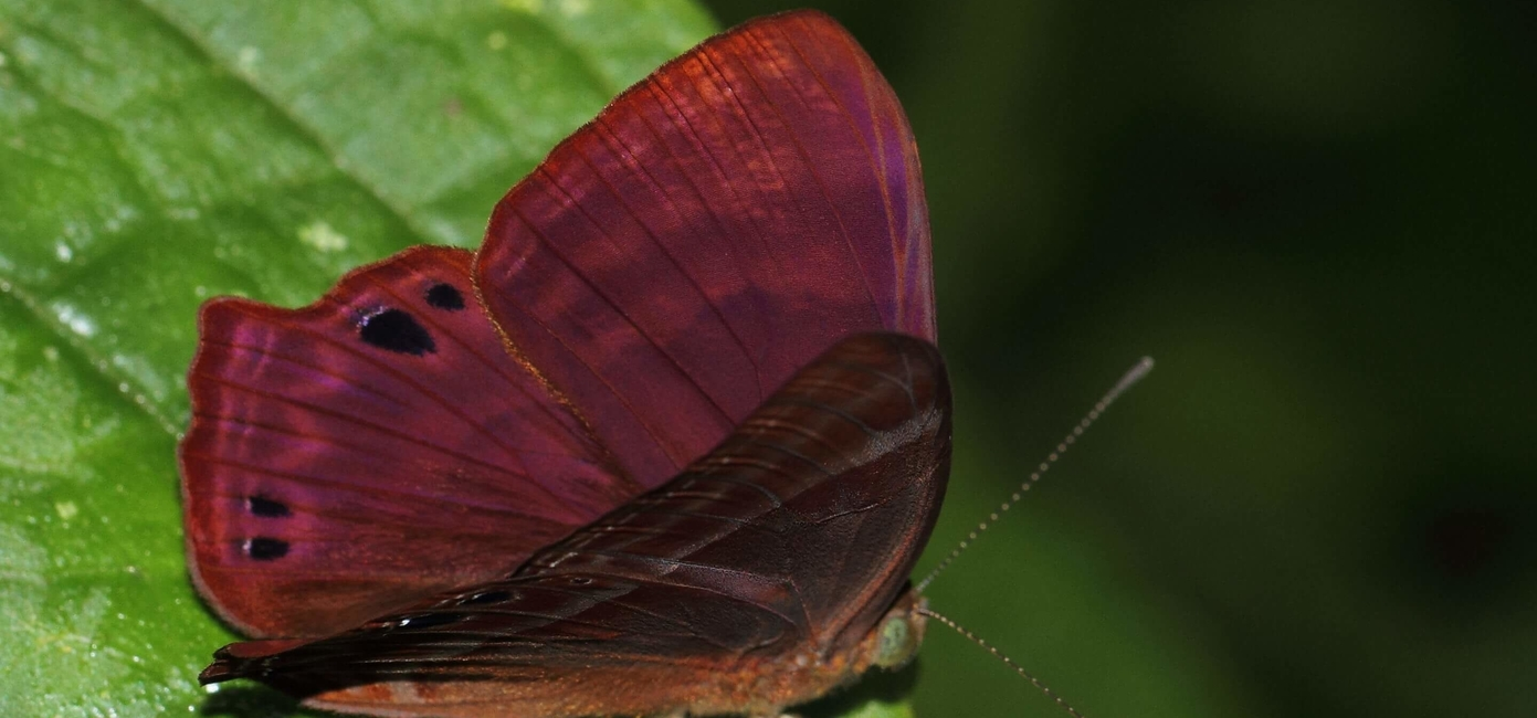Plum Judy Butterfly | Abisara echerius | Butterflies of Sri Lanka