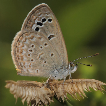 Lesser Grass Blue Butterfly | Zizina otis | Butterflies of Sri Lanka