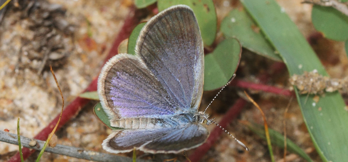 Lesser Grass Blue Butterfly | Zizina otis | Butterflies of Sri Lanka