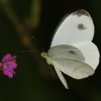 Psyche Butterfly | Leptosia nina | Butterflies of Sri Lanka