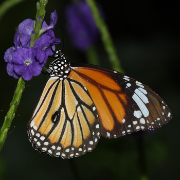 Common Tiger Butterfly | Danaus genutia | Butterflies of Sri Lanka