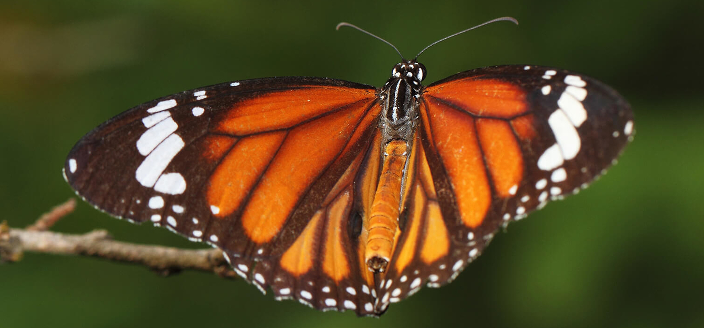 Common Tiger Butterfly | Danaus genutia | Butterflies of Sri Lanka